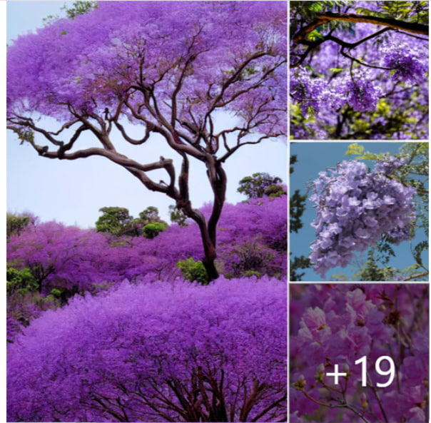Jacaranda mimosifolia – A Purple Canopy of Delicate Beauty - Finance